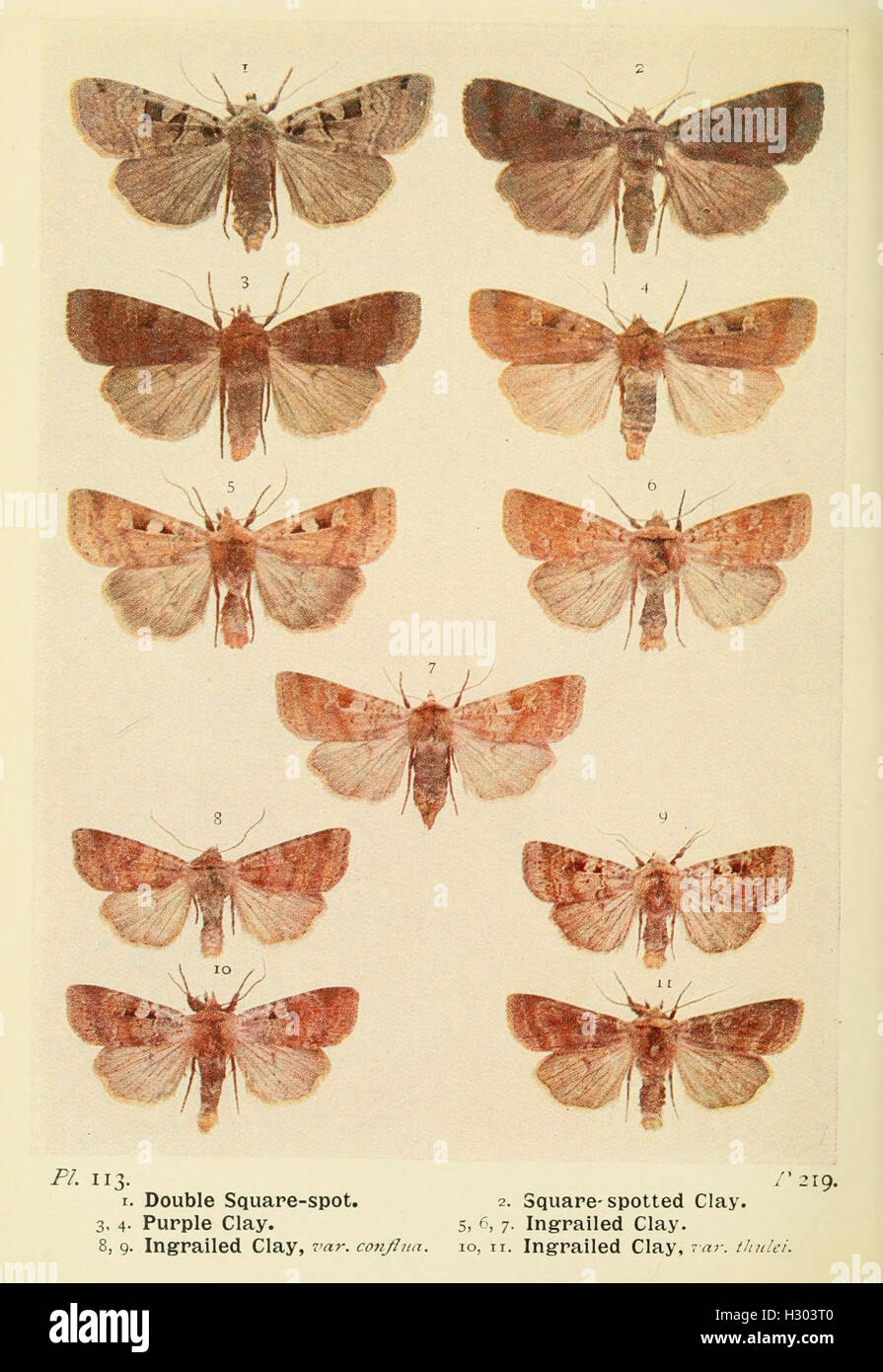 'The Moths of the British Isles' provides an in-depth examination of ...