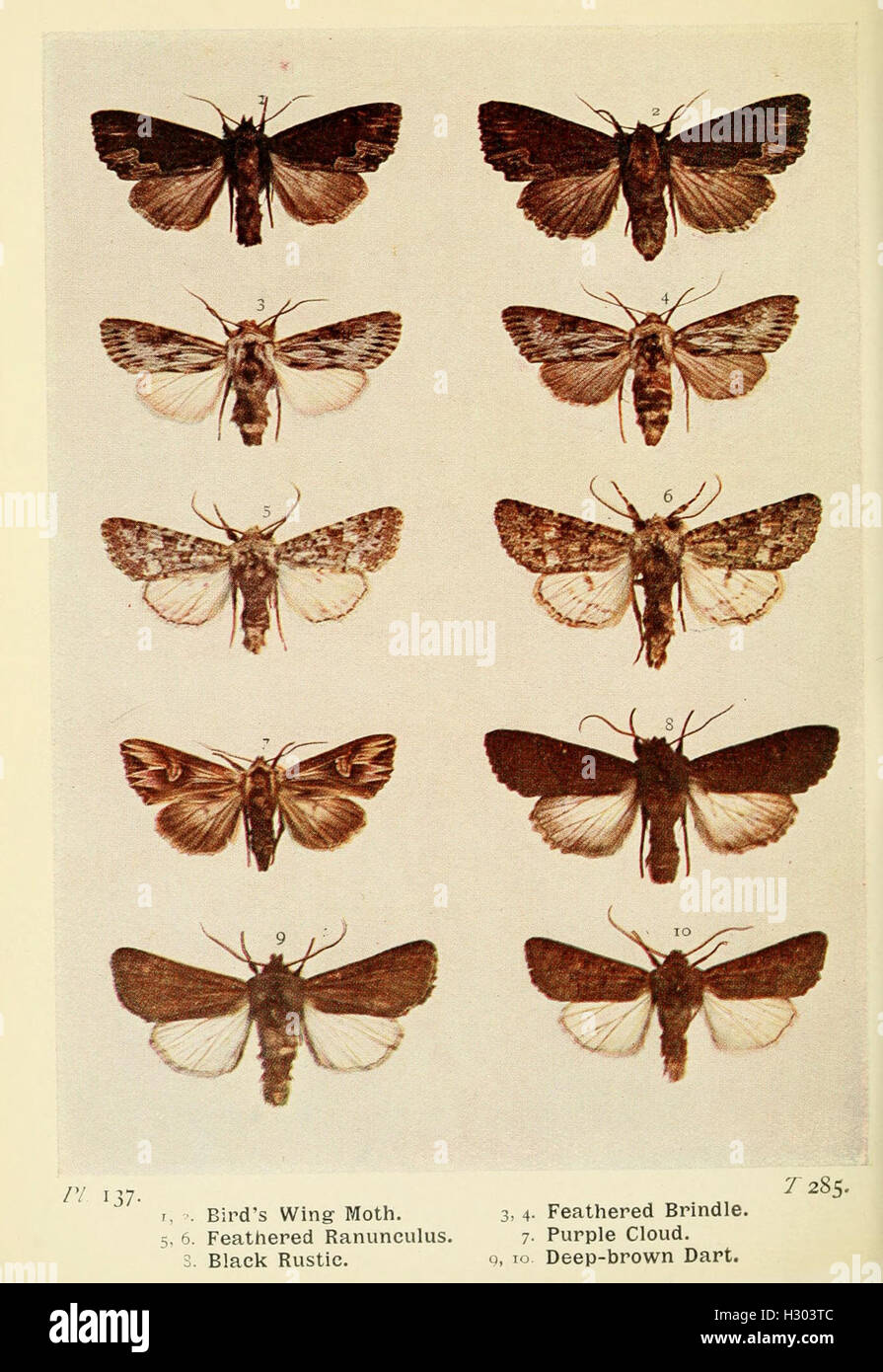 This work catalogs the species of moths found in the British Isles ...