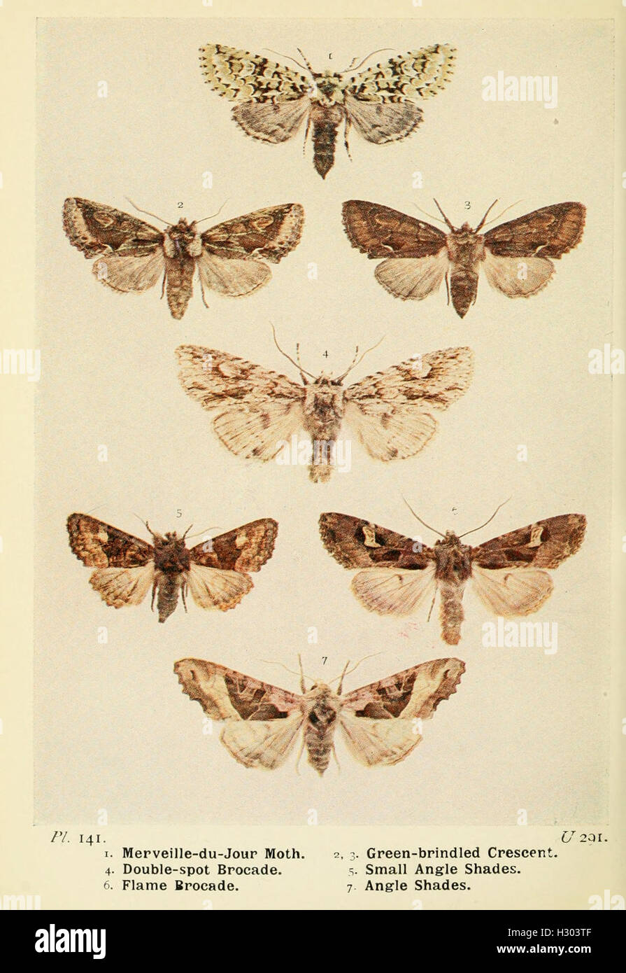 A study of the moths native to the British Isles, offering a ...