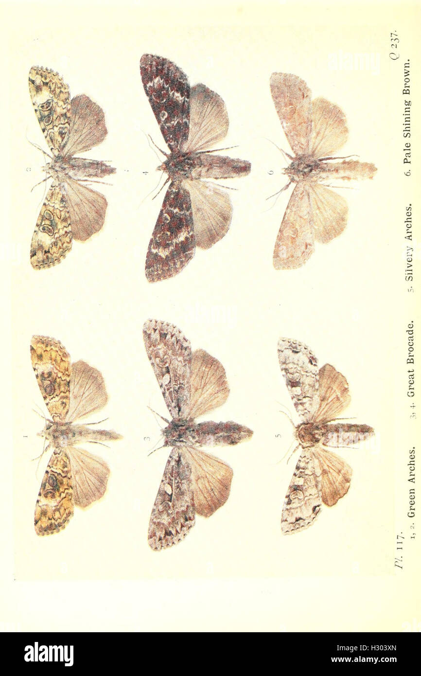An in-depth study of moth species native to the British Isles ...