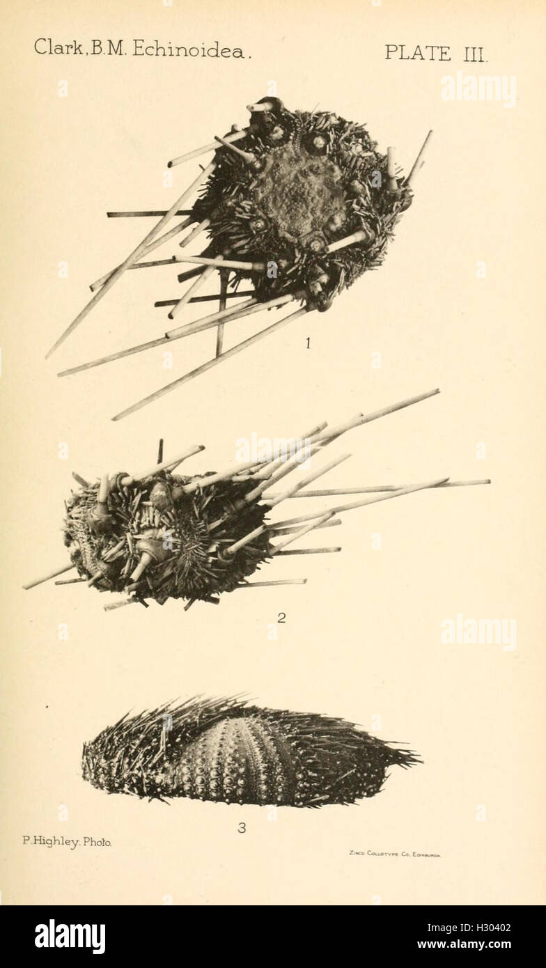A catalogue detailing the sea-urchin species in the British Museum's ...