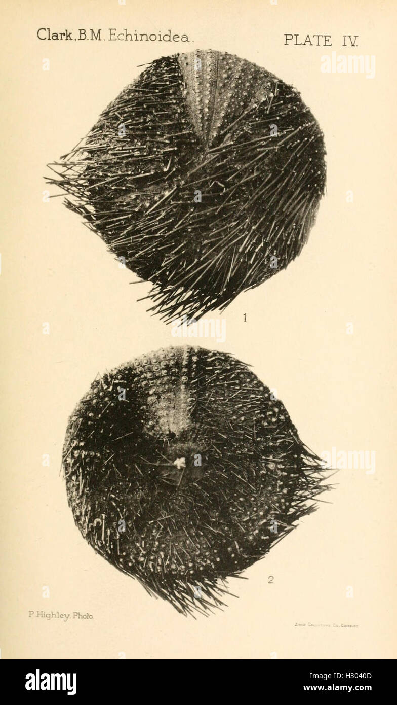 This catalogue provides a comprehensive listing of recent sea-urchins ...