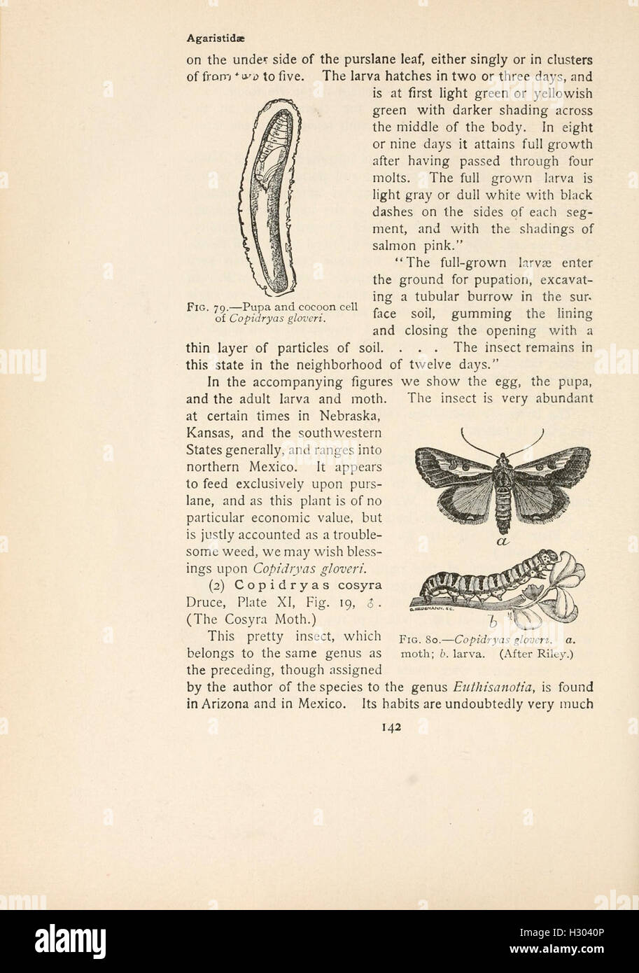 'The Moth Book' by W.J. Holland provides detailed descriptions of moth species. This page ...