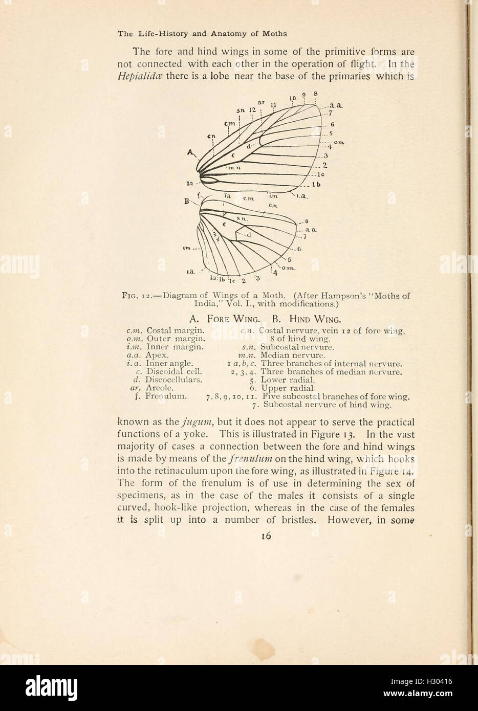 A detailed guide to moth species, offering descriptions, illustrations ...