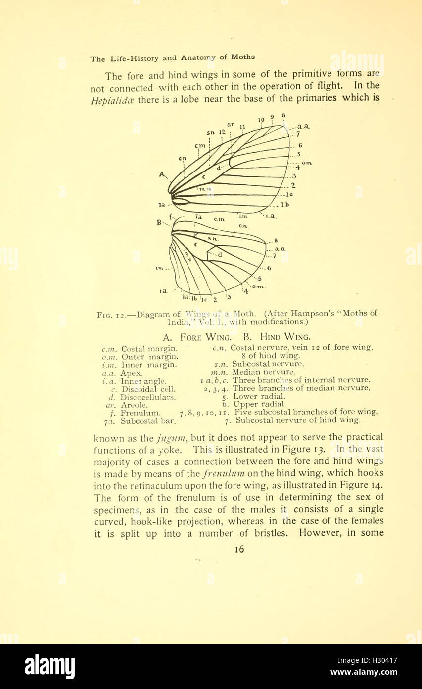 A comprehensive guide to various species of moths, including their ...