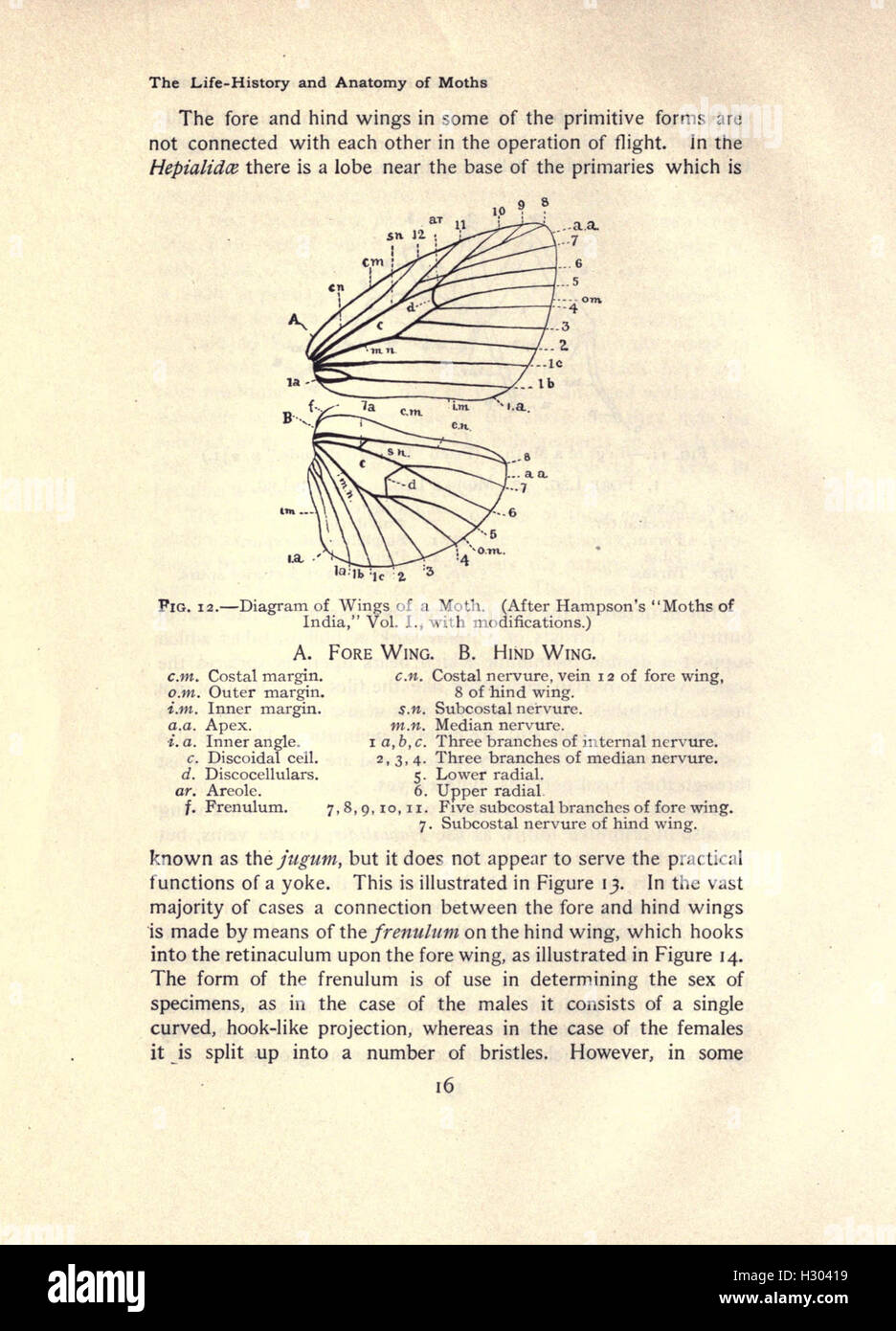 This page from 'The Moth Book' features detailed illustrations and descriptions of moth species ...