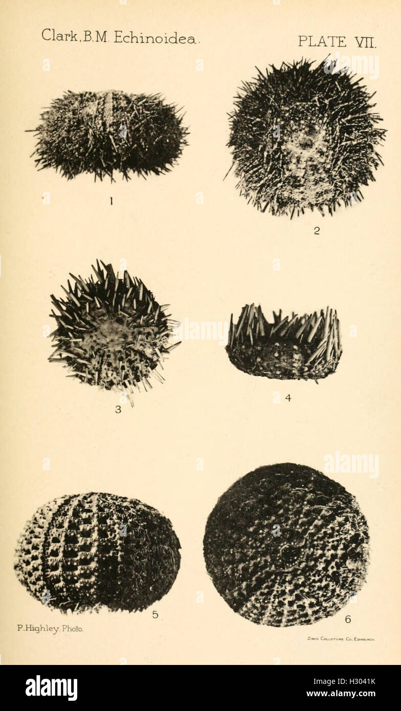 A catalog documenting recent sea-urchin species (Echinoidea) housed in ...