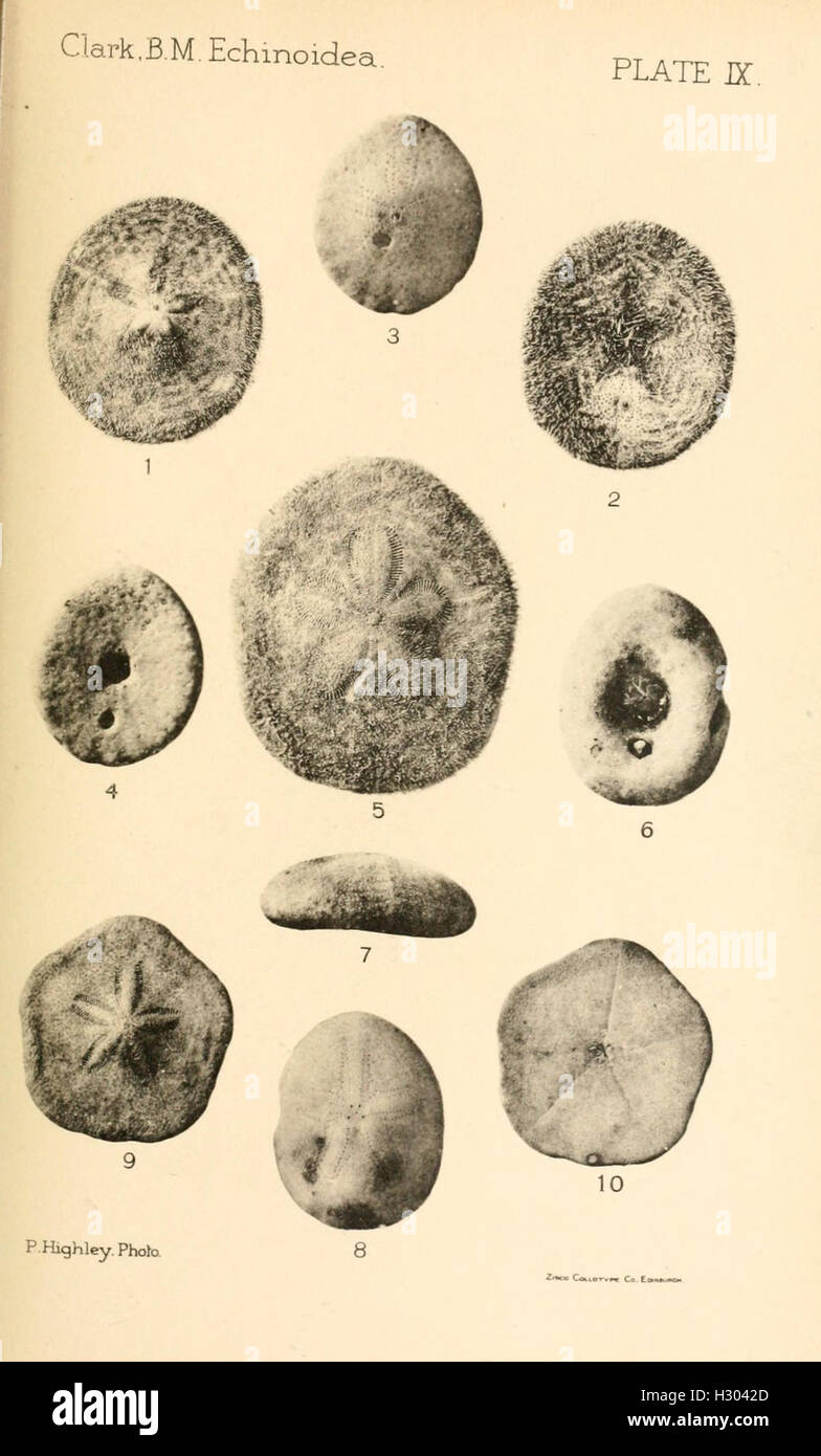 A catalogue documenting the recent sea-urchins (Echinoidea) in the ...