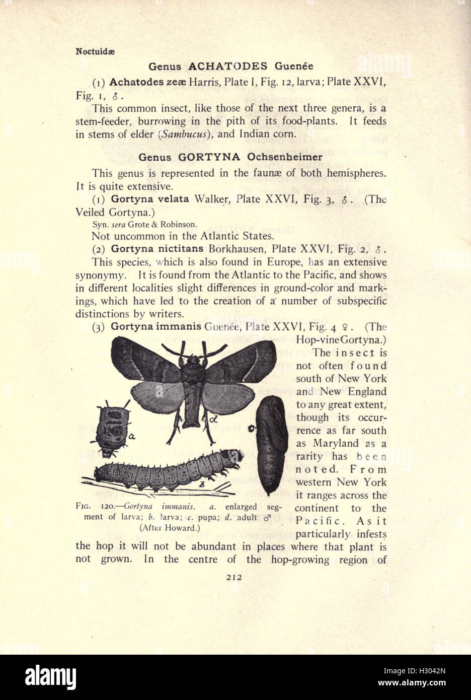 A detailed reference on moth species, describing their behaviors ...