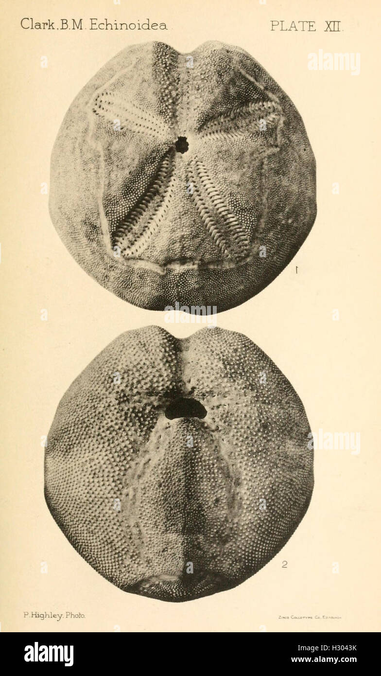 A catalogue of the recent sea-urchins (Echinoidea) in the collection of ...