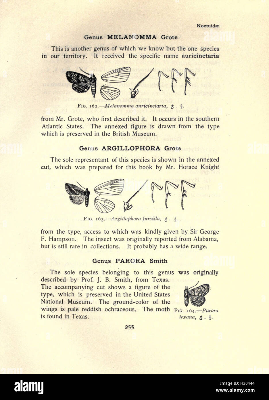 The moth book (Page 255, Figs. 162-164) BHL218 Stock Photo - Alamy