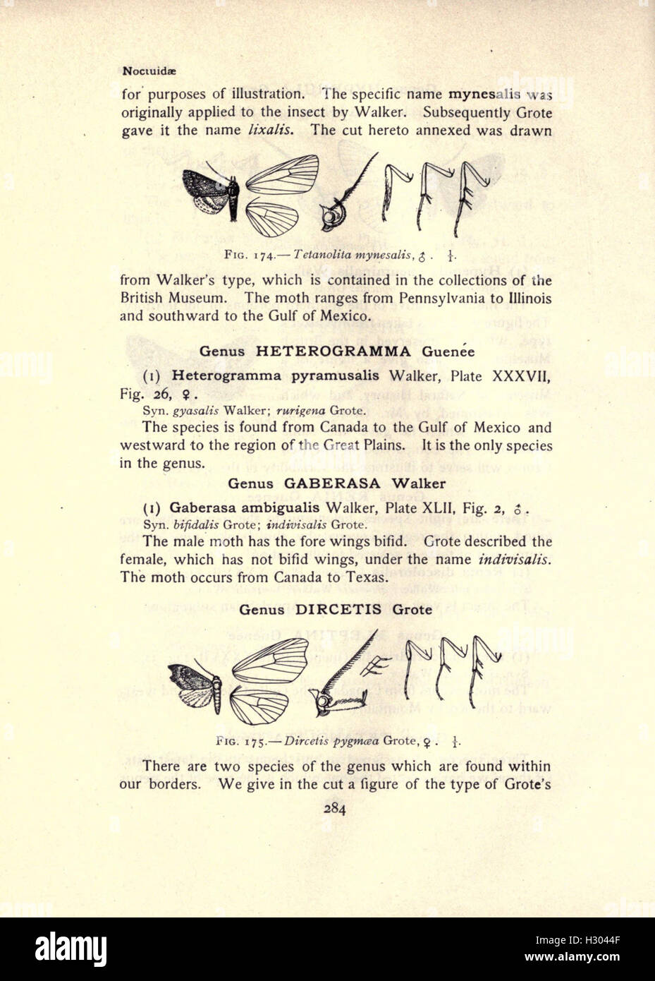 A detailed work on moth species, featuring illustrations of specific ...