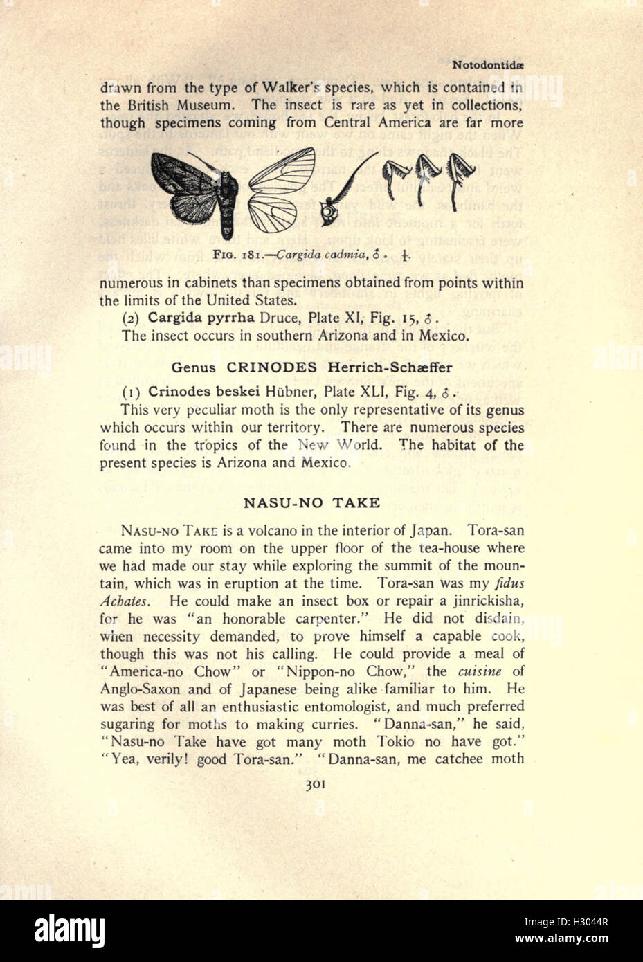 A detailed guide to moth species, including illustrations and ...