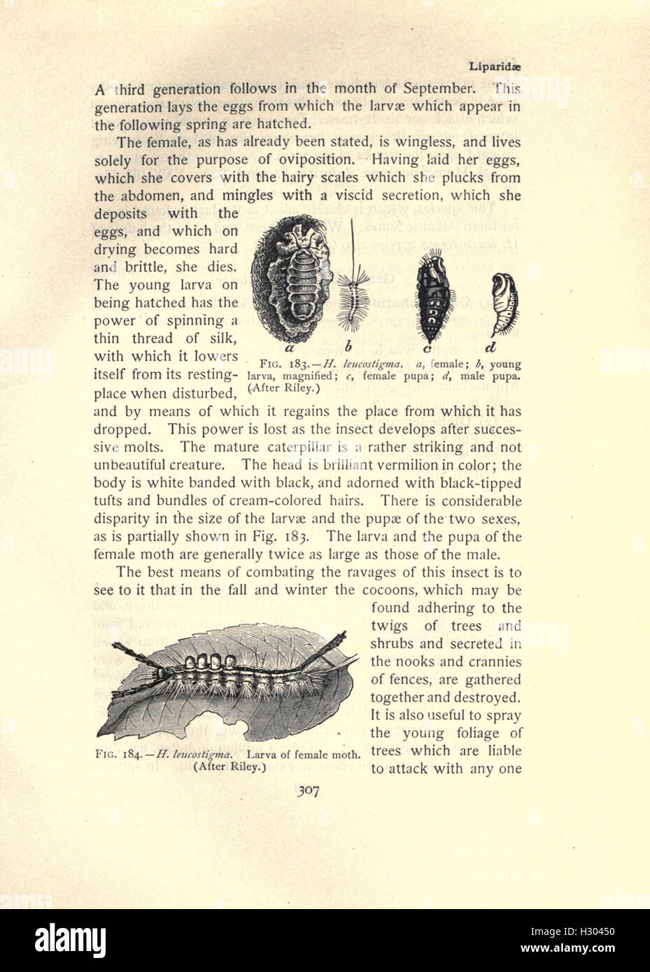 A detailed guide to moth species, illustrating various forms, life ...