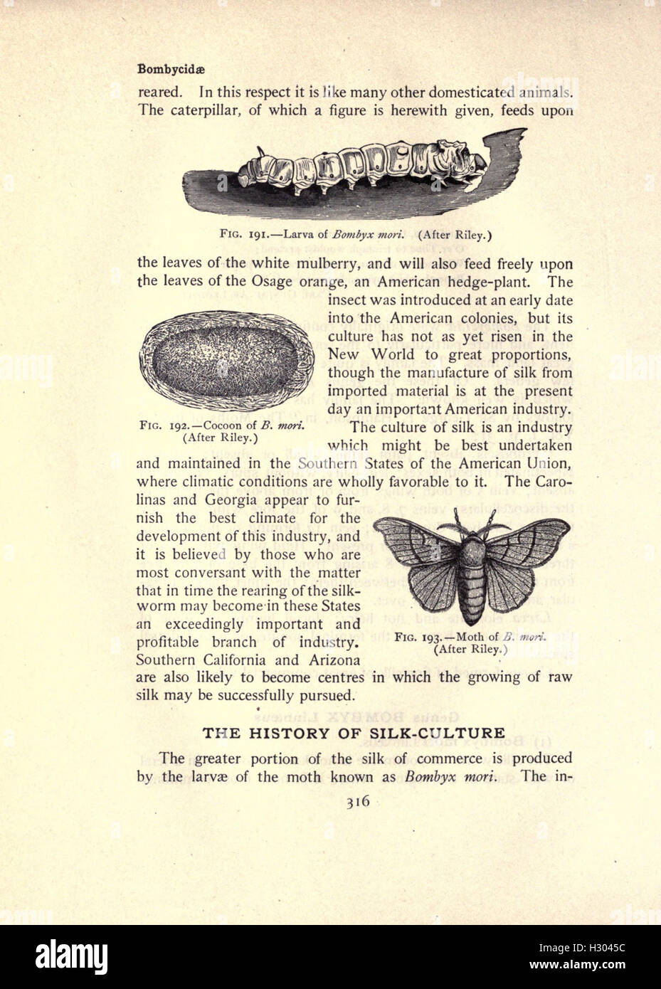 This page from 'The Moth Book' showcases illustrations of various moth ...