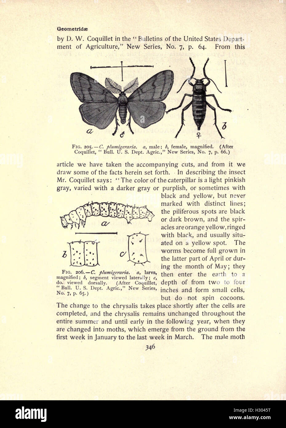 A detailed study of moth species with illustrations and descriptions ...