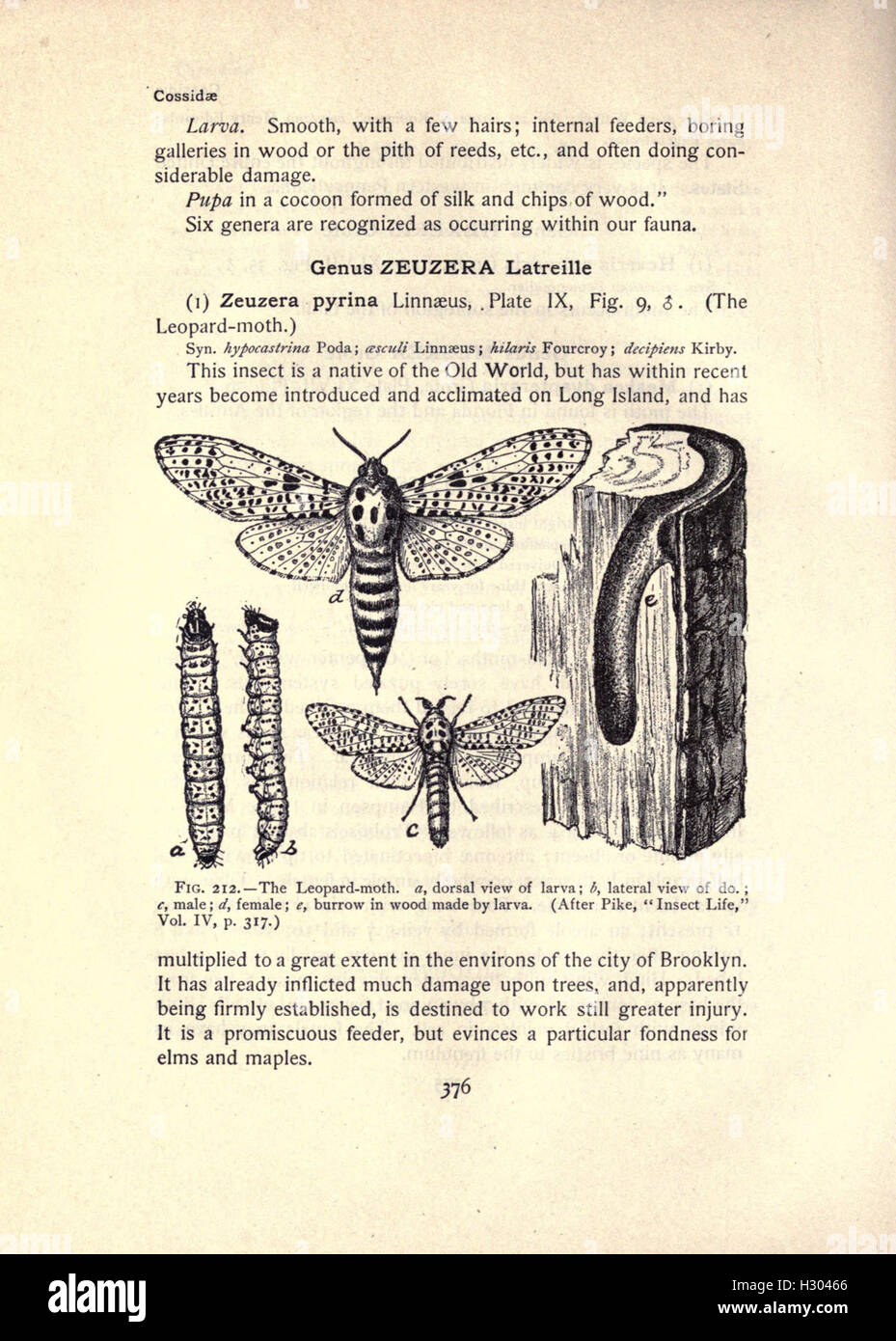 This page from 'The Moth Book' illustrates various moth species ...