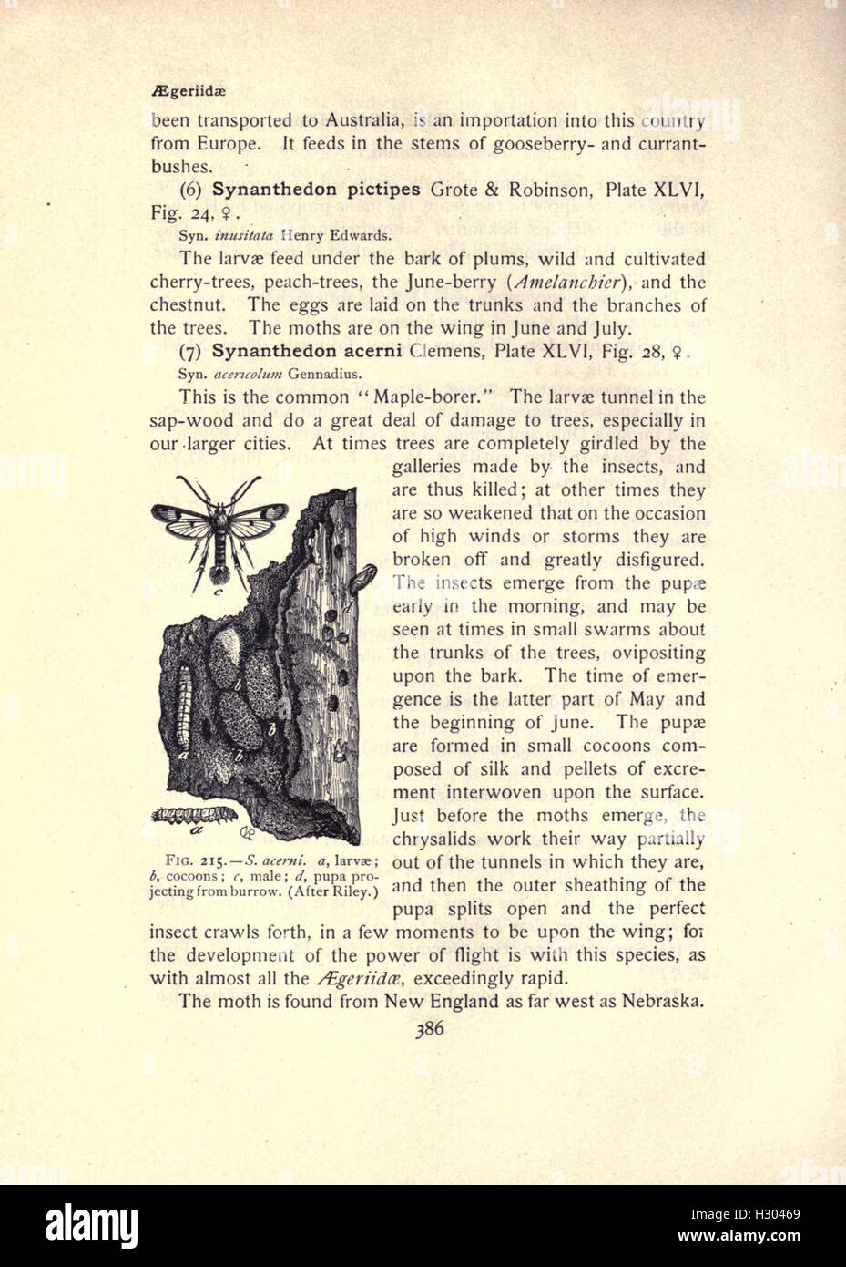 This page from 'The Moth Book' presents an illustration and description ...