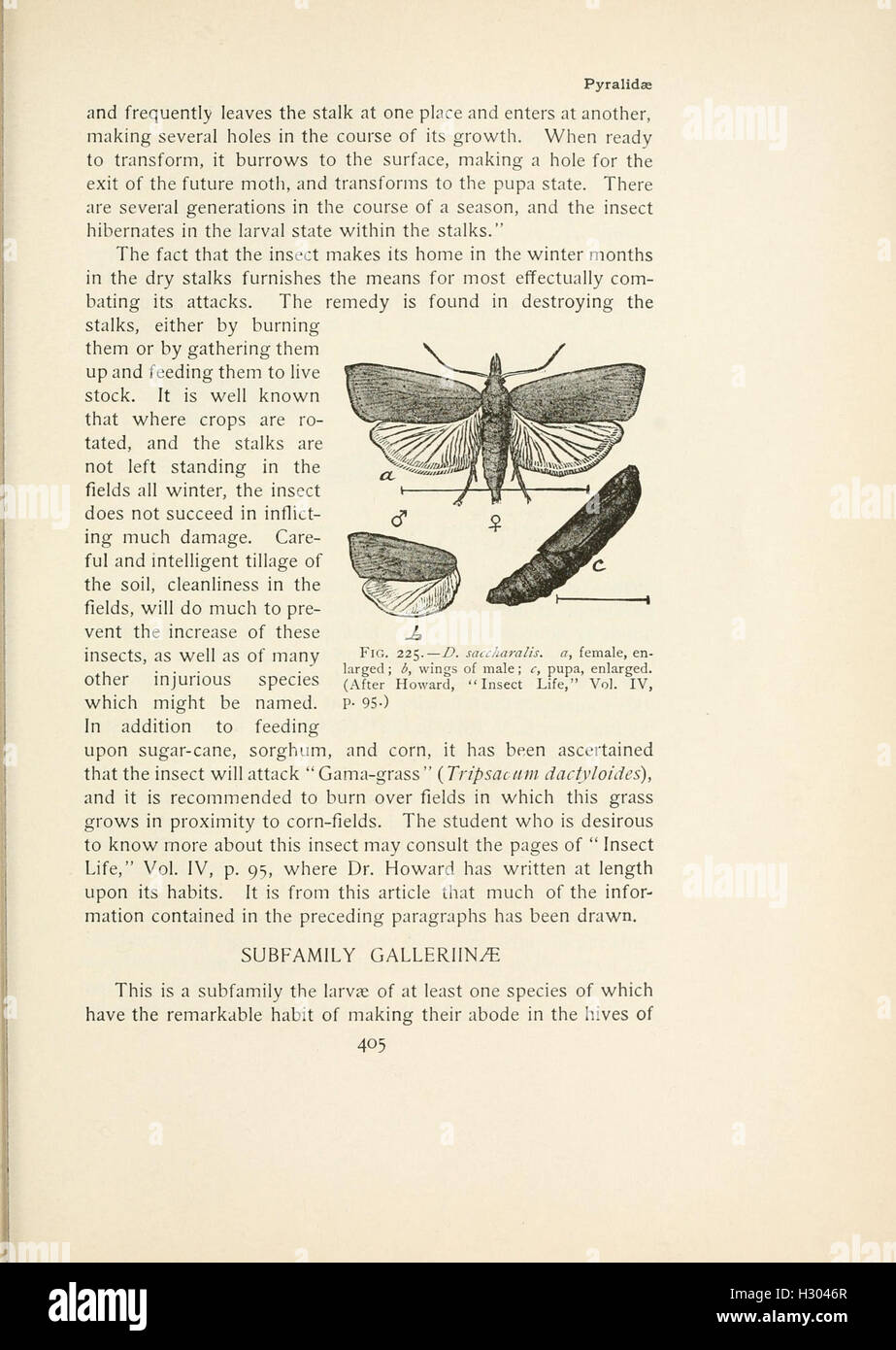 This book provides a detailed guide to moth species, with descriptions ...