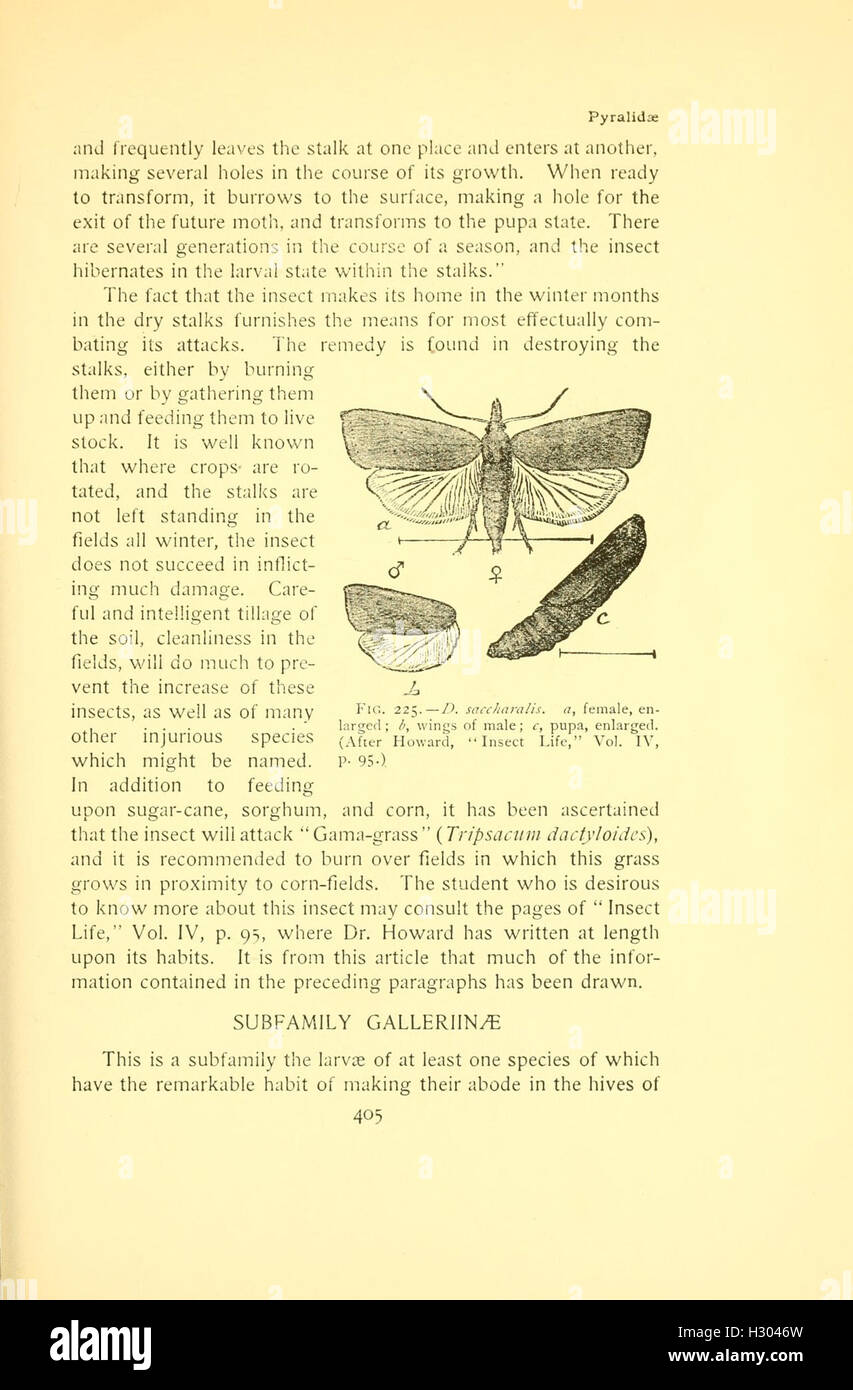 This page from *The Moth Book* provides further insight into moth ...