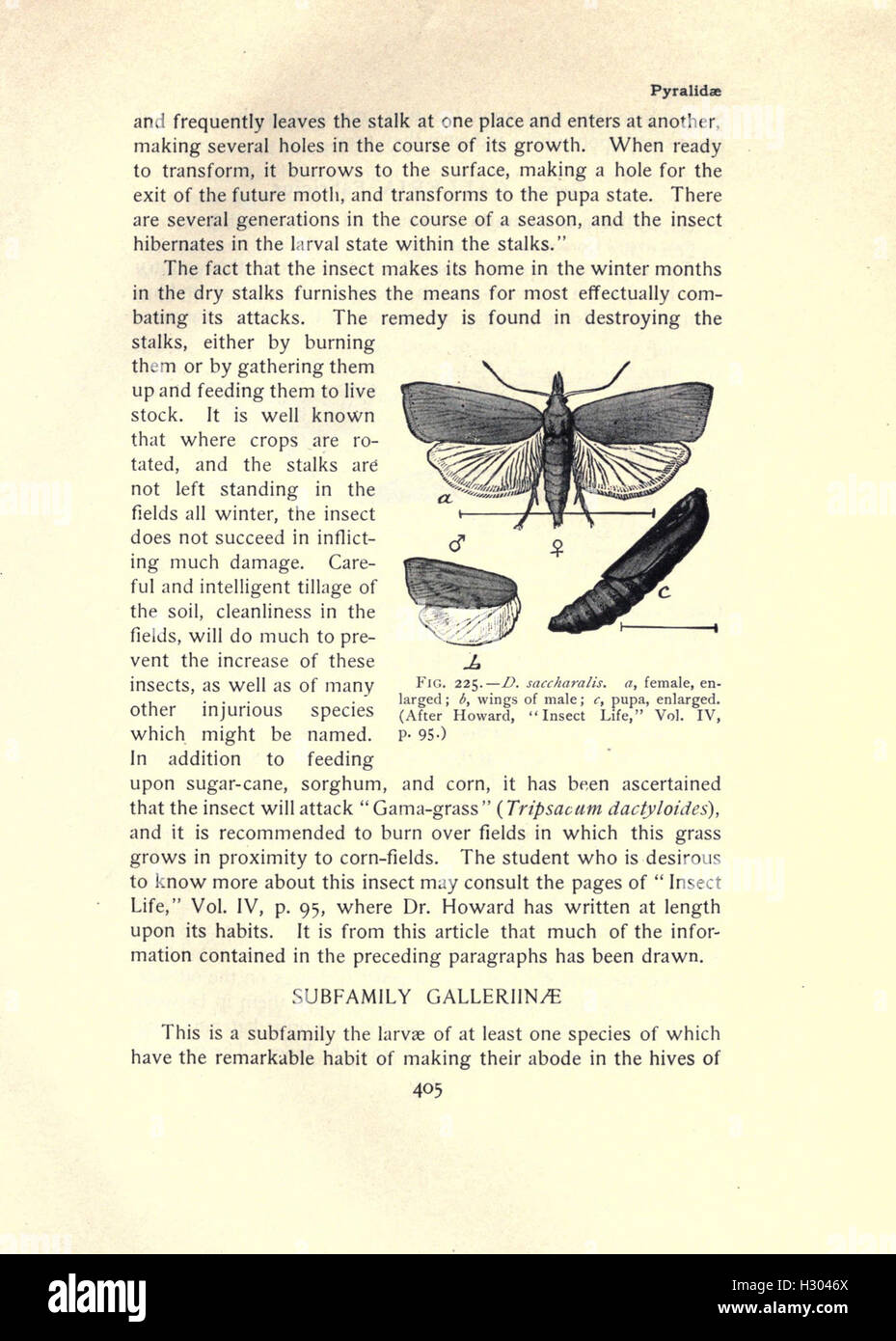 The Moth Book provides detailed descriptions and illustrations of ...