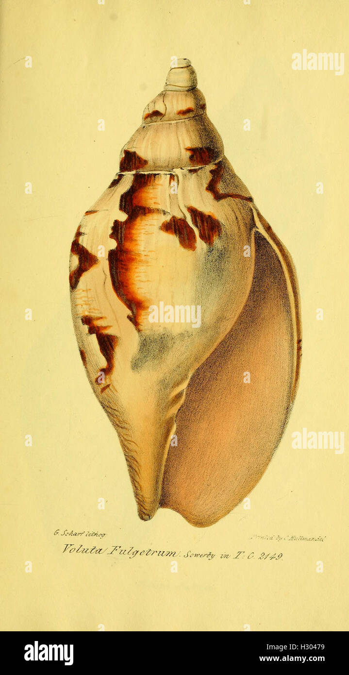 This catalog features the shell collection of the late Earl of ...