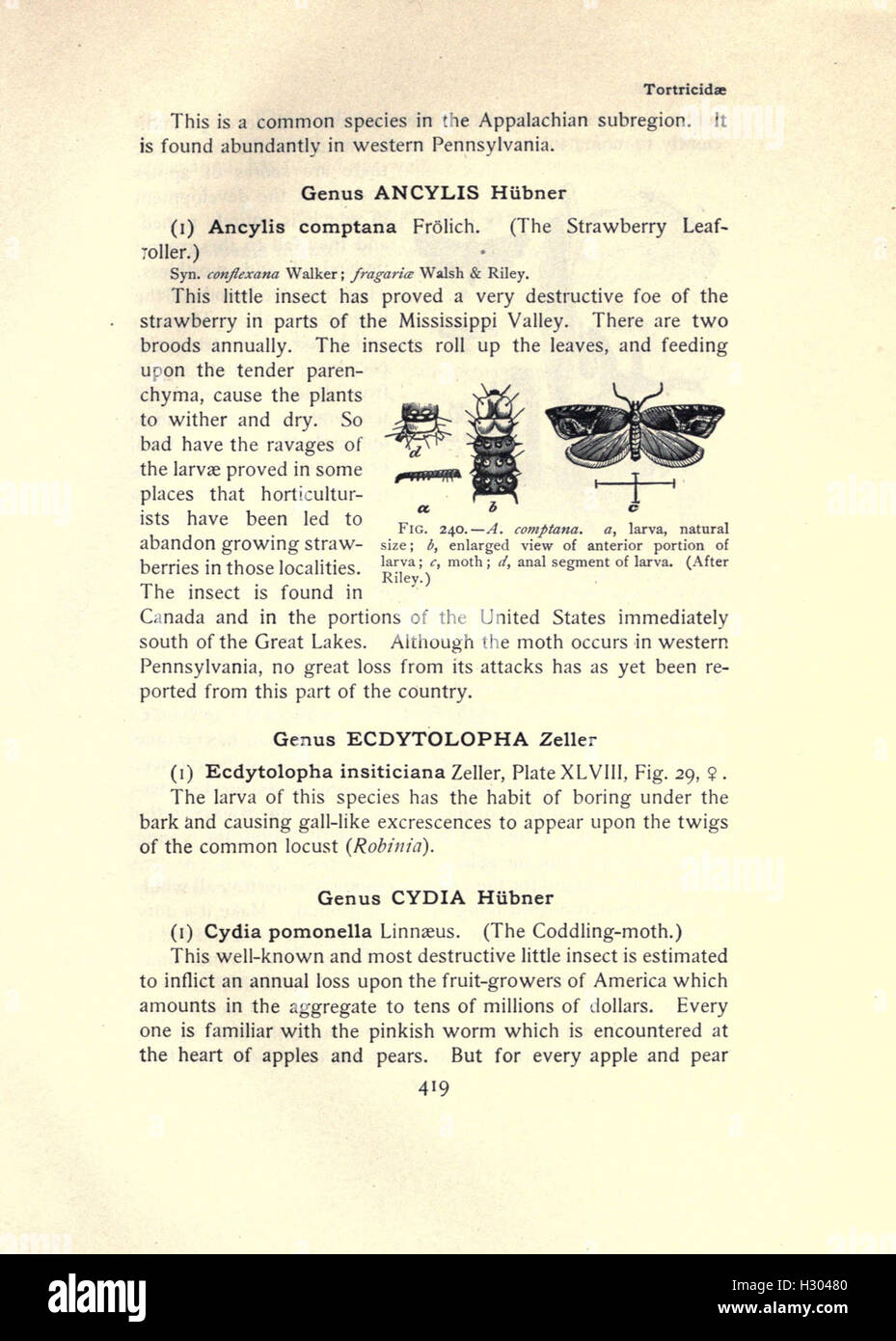 The moth book (Page 419, Fig. 240) BHL218 Stock Photo - Alamy