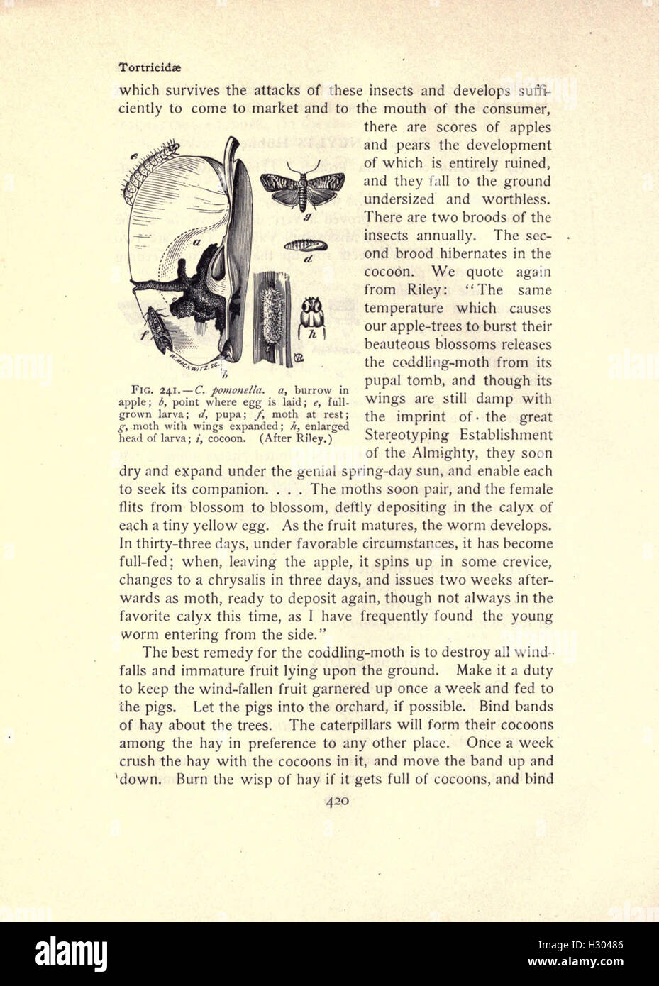 A detailed guide to moth species, focusing on their anatomy ...