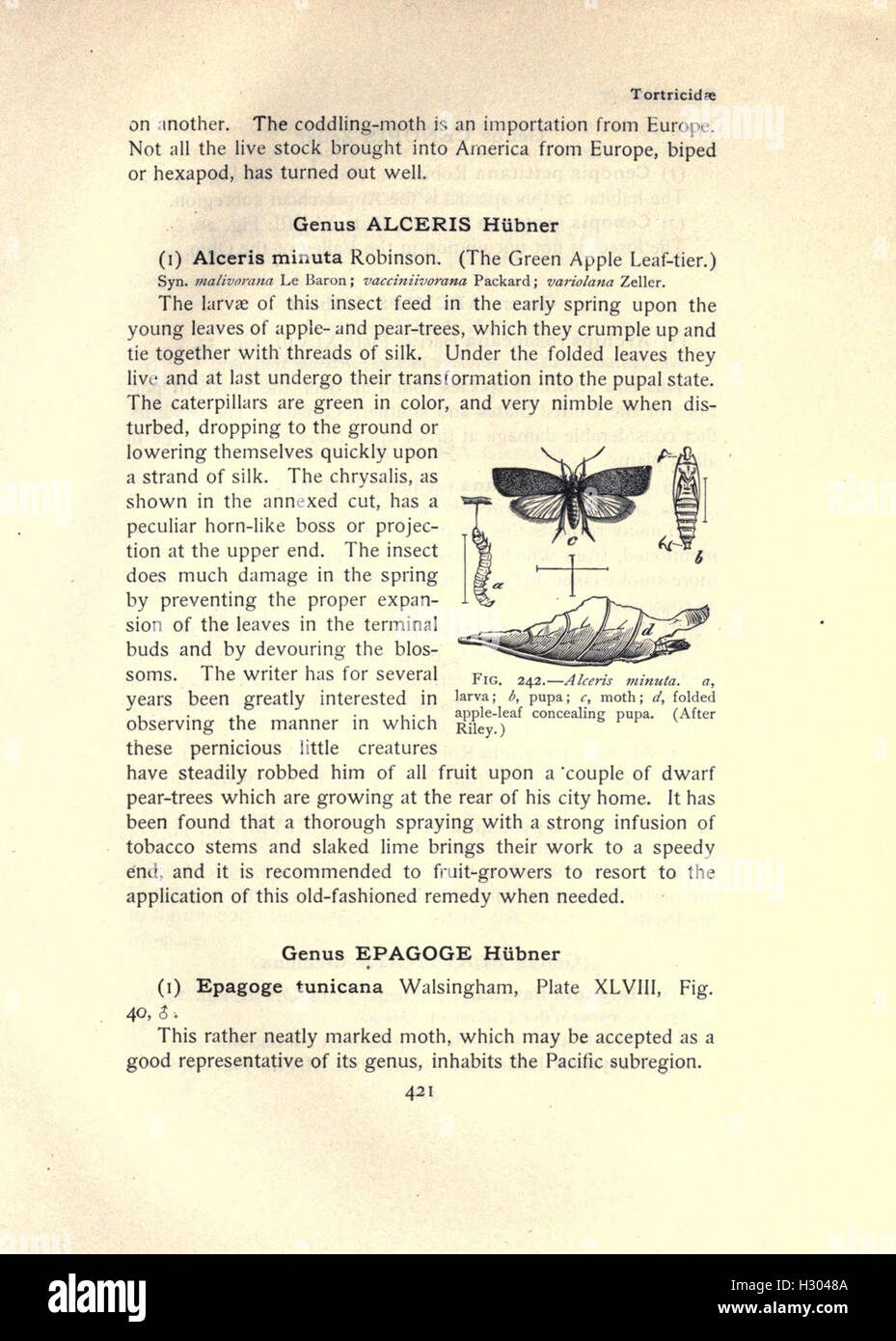 A detailed work on moth species, including an in-depth description and ...