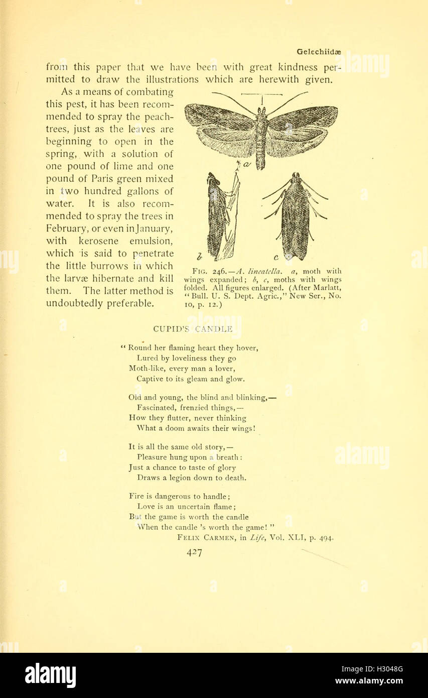 This section of 'The Moth Book' includes detailed illustrations and ...