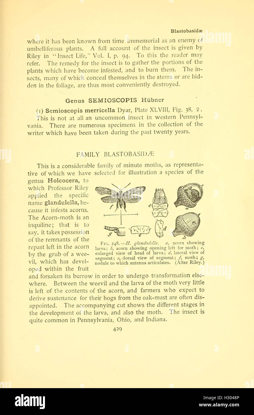 A detailed guide to moth species, including classification, behavior ...
