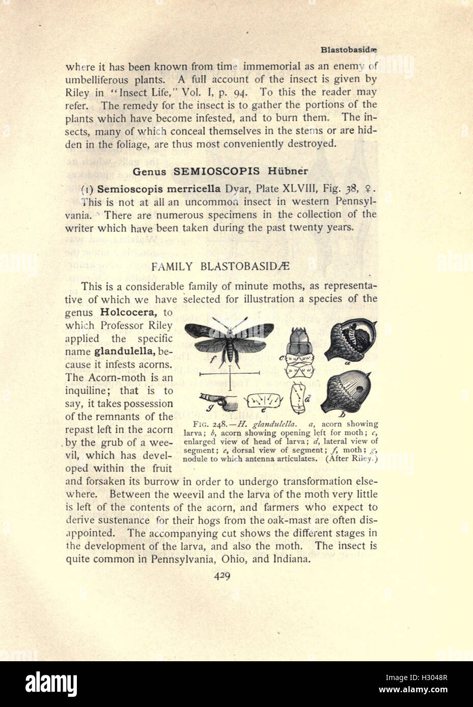 A detailed guide to moth species, including descriptions and ...