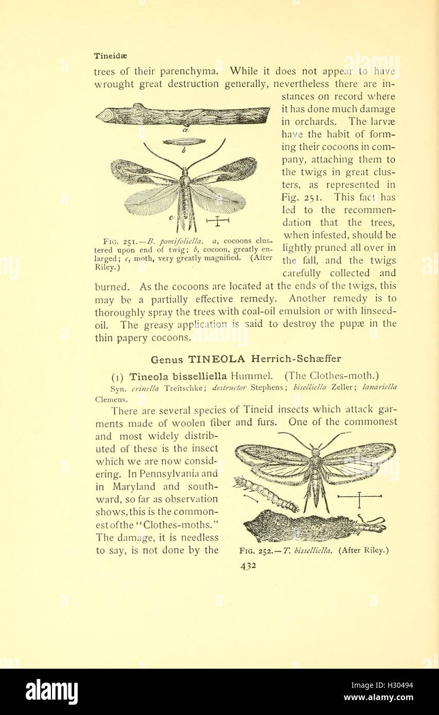 A detailed study of moth species, exploring characteristics ...