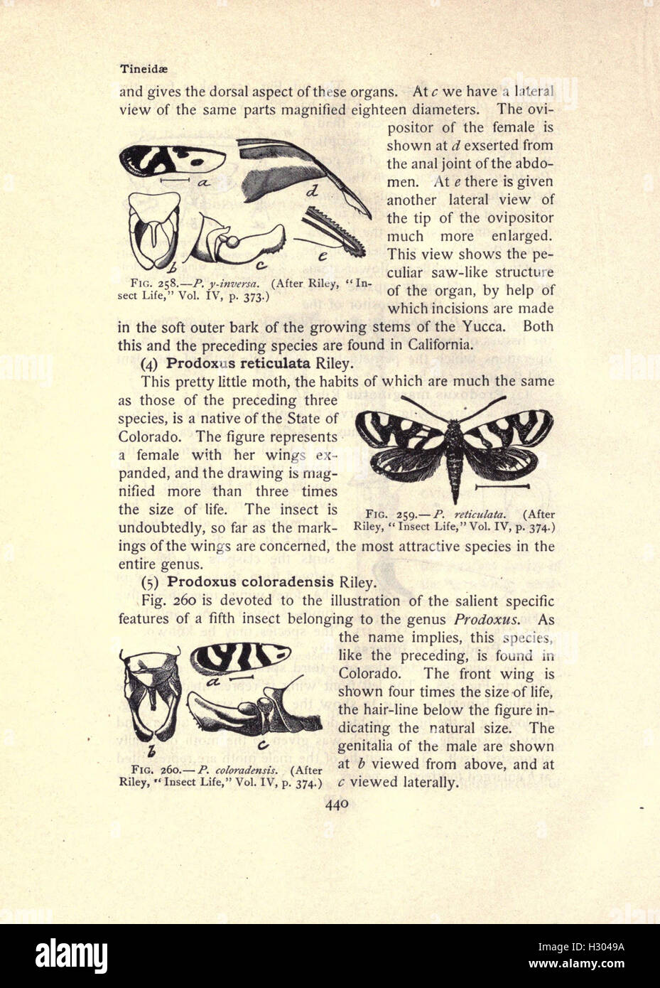 Additional moth species hi-res stock photography and images - Alamy