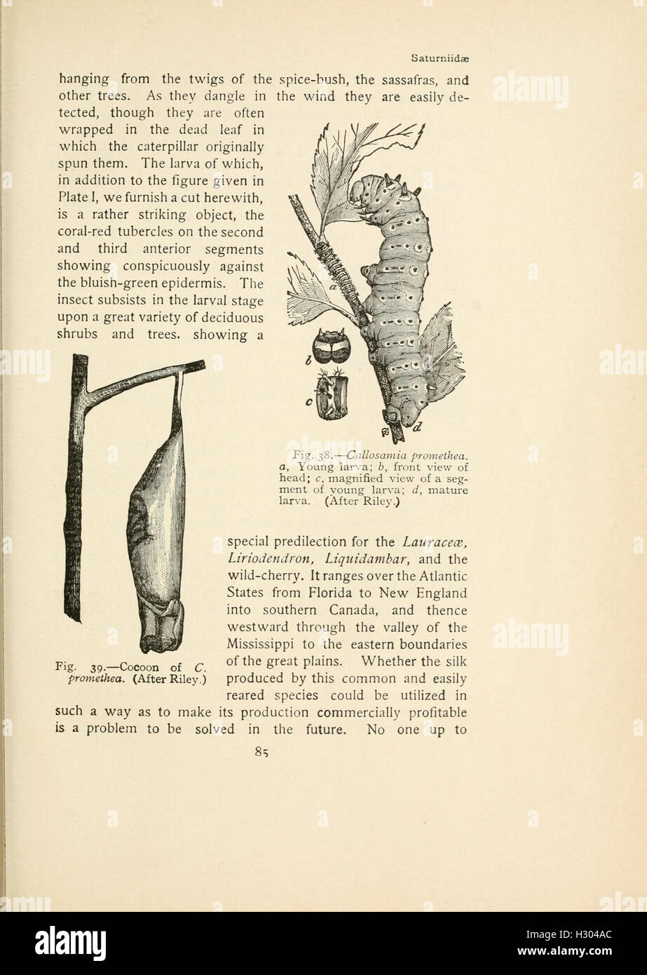 A comprehensive guide to moth species, detailing their characteristics ...