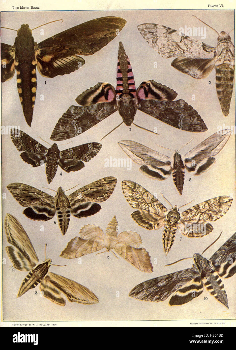Plate VI of 'The Moth Book' depicts various species of moths, providing ...
