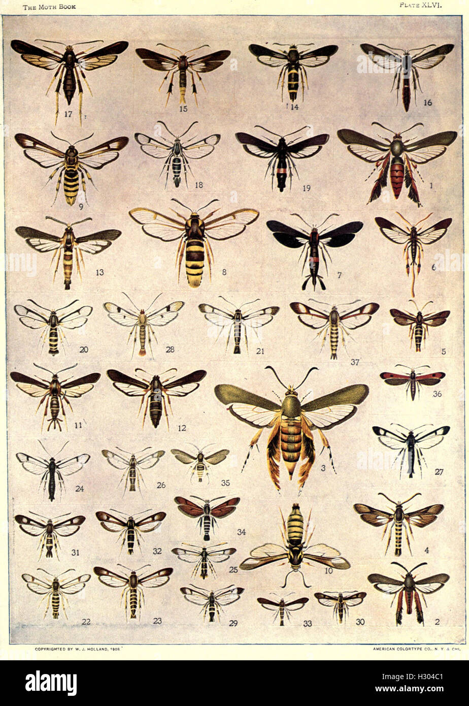 'The Moth Book' by W.J. Holland includes detailed illustrations of moth ...