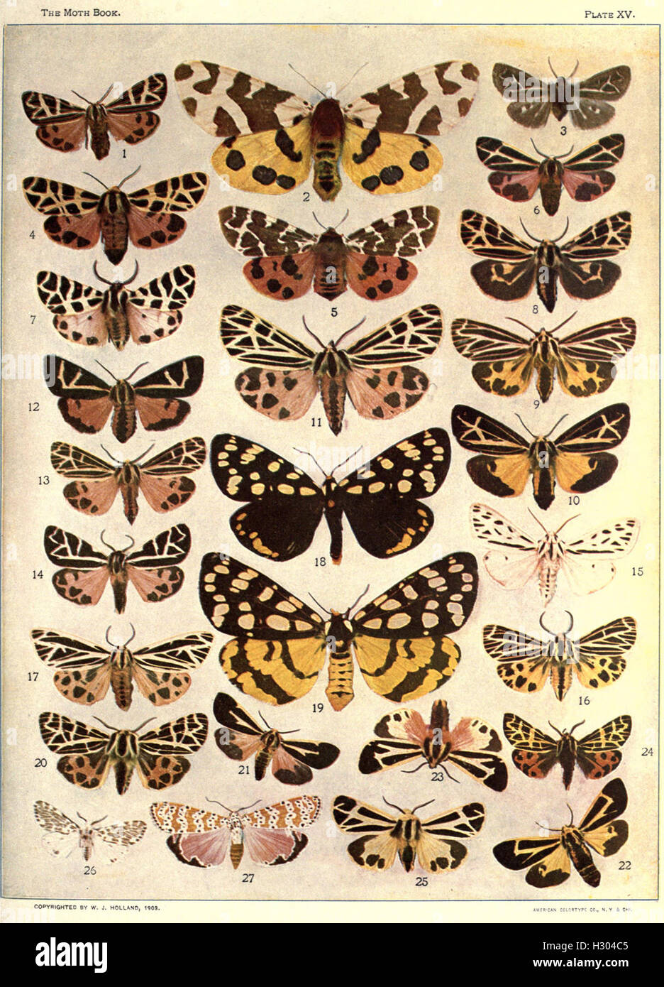 A detailed reference work on moths, with illustrations and descriptions ...