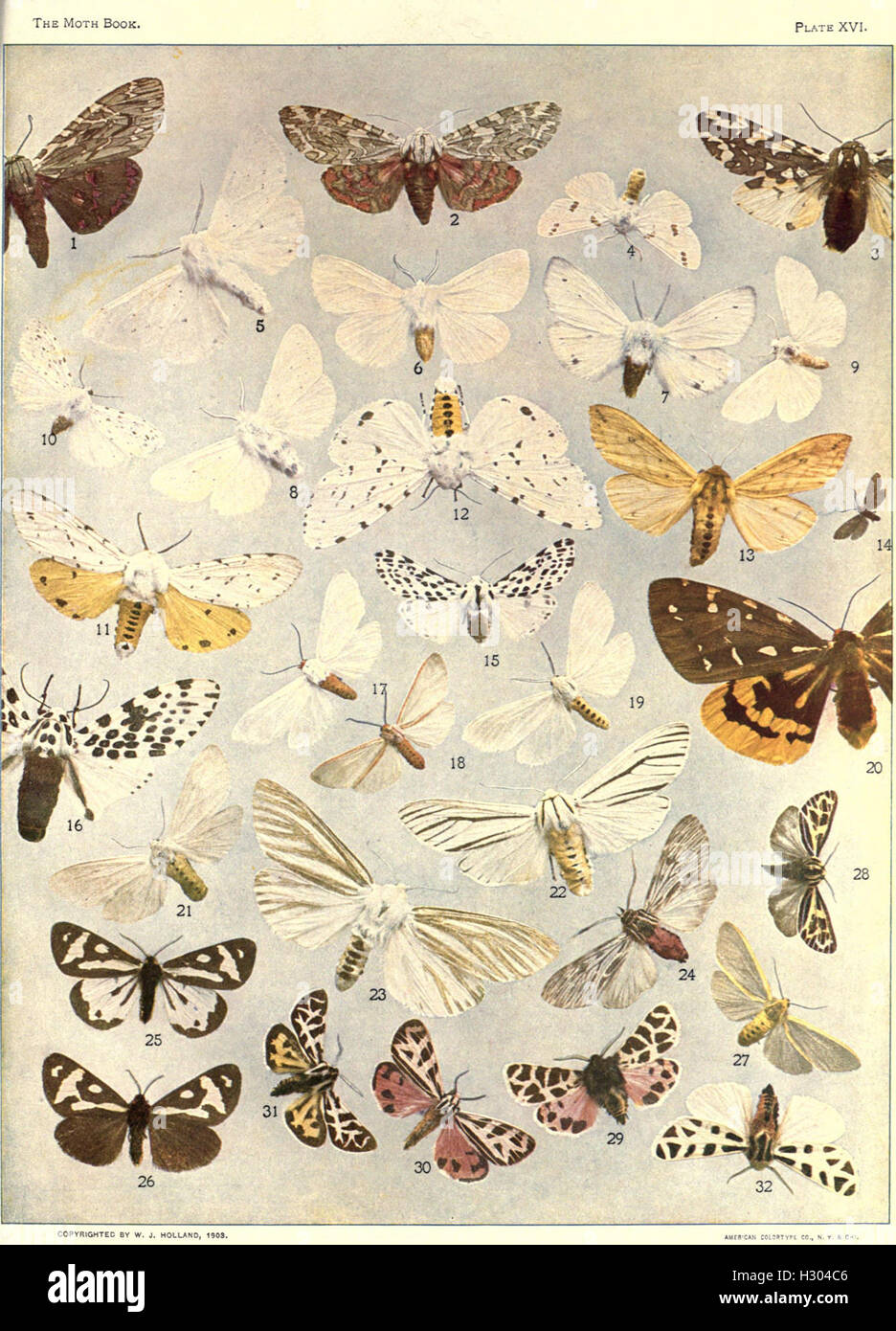 The moth book (Plate XVI) BHL218 Stock Photo - Alamy