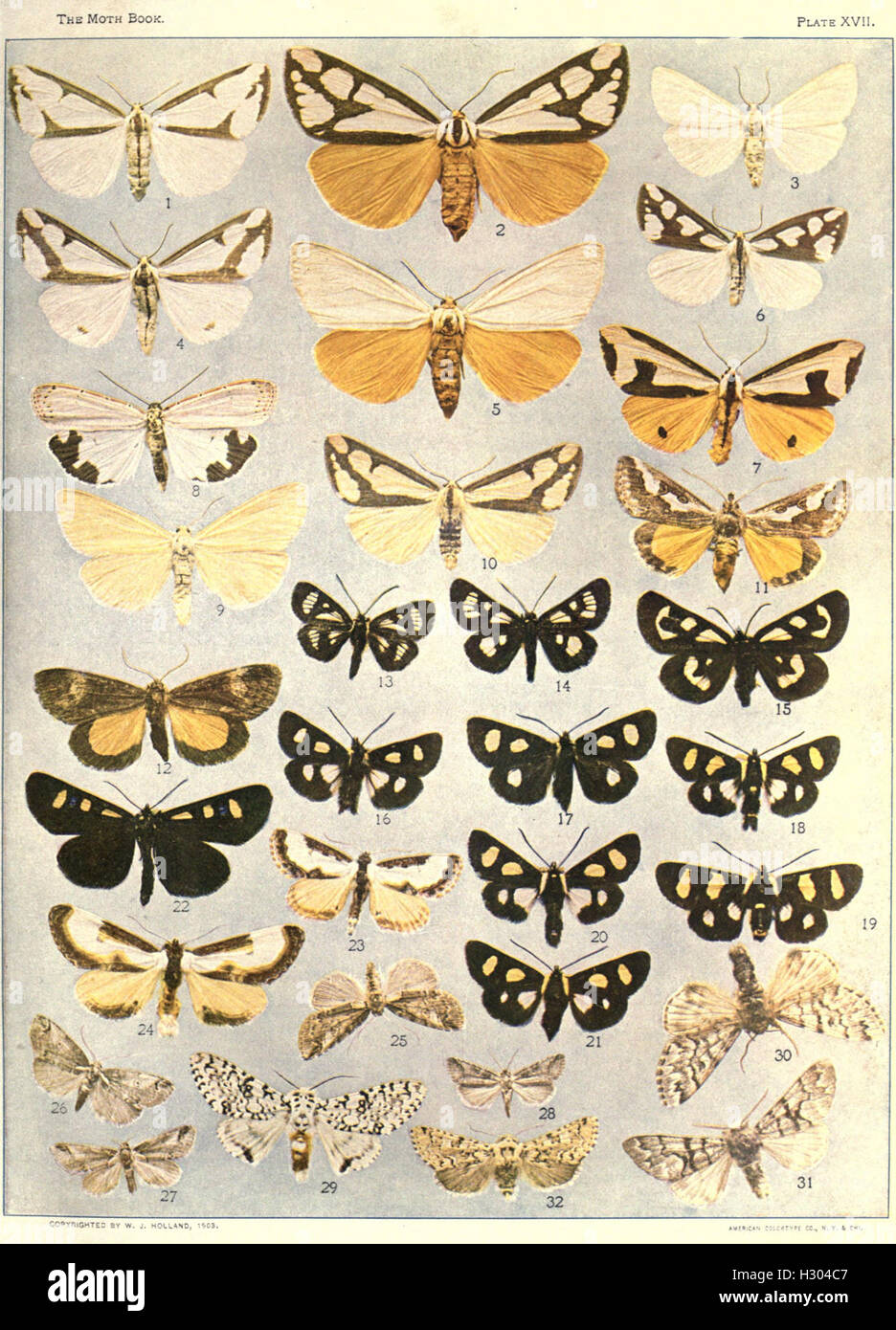 'The Moth Book' offers a detailed study of various moth species ...