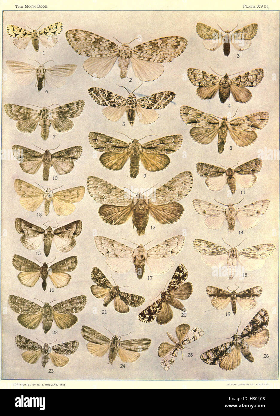 This book offers detailed information on moth species, including their ...