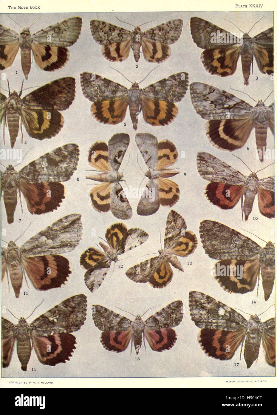 The moth book (Plate XXXIV) BHL218 Stock Photo - Alamy