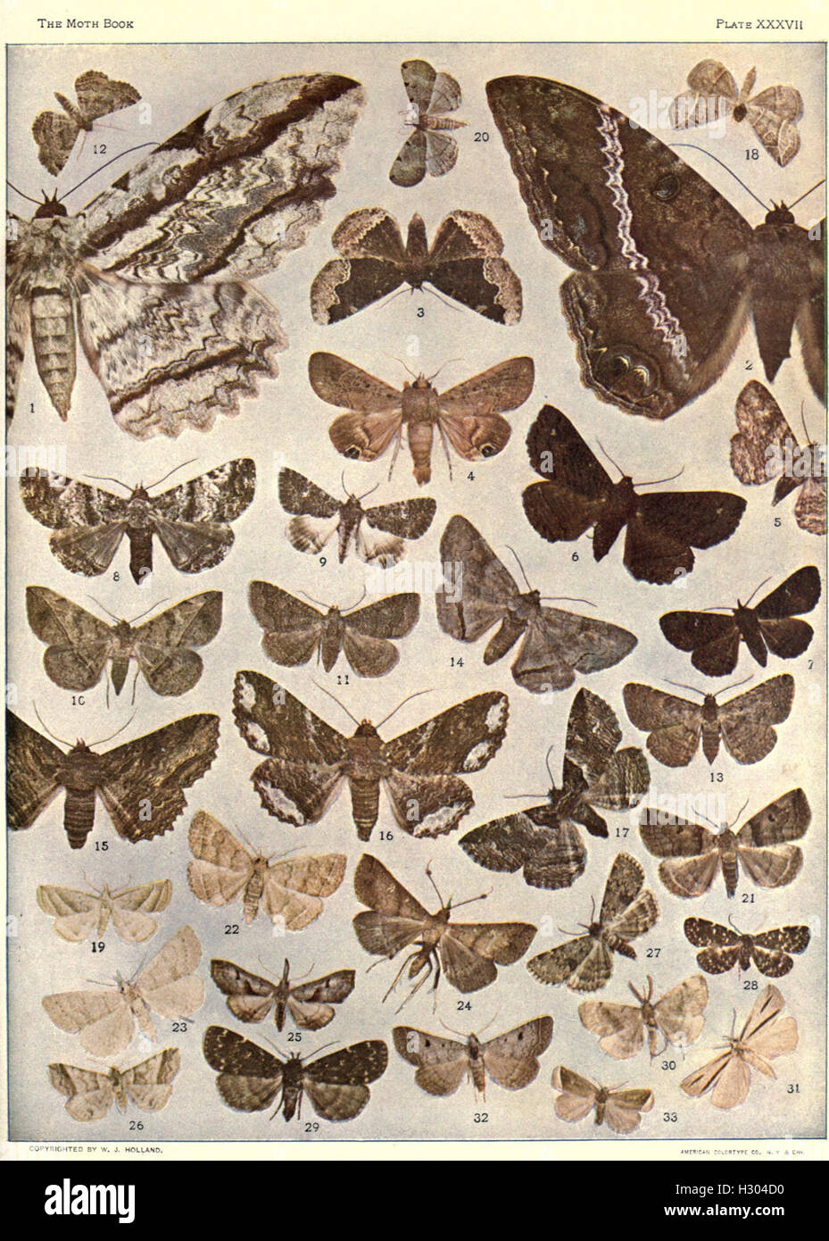 An illustrated guide to moth species, providing visual representations ...