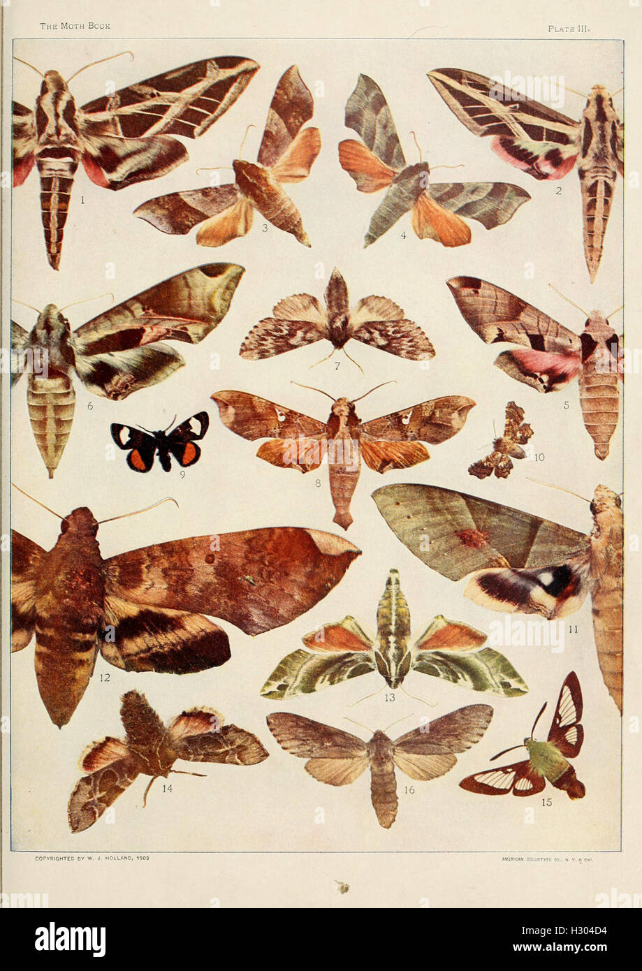 This comprehensive guide to moths includes detailed descriptions of ...