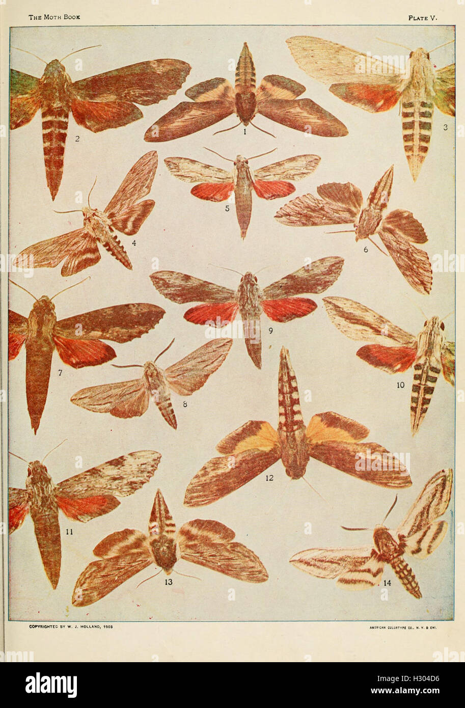 A comprehensive guide to the identification and classification of moth ...