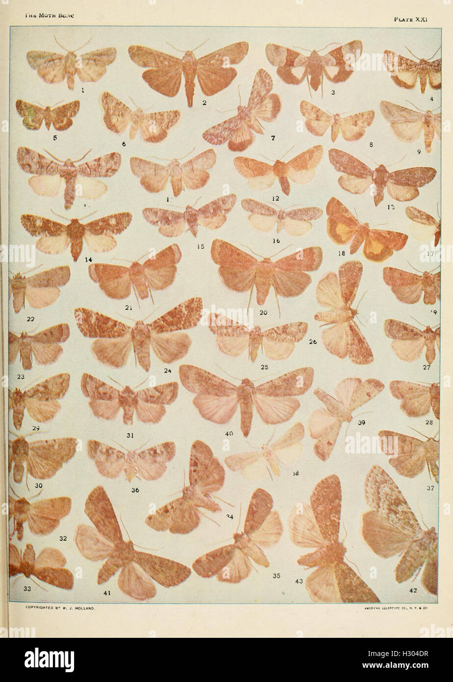 The moth book BHL170 Stock Photo - Alamy