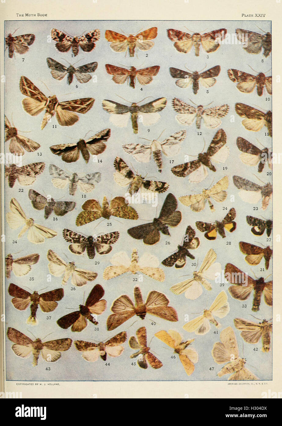 This book focuses on moth species, providing an extensive guide to ...
