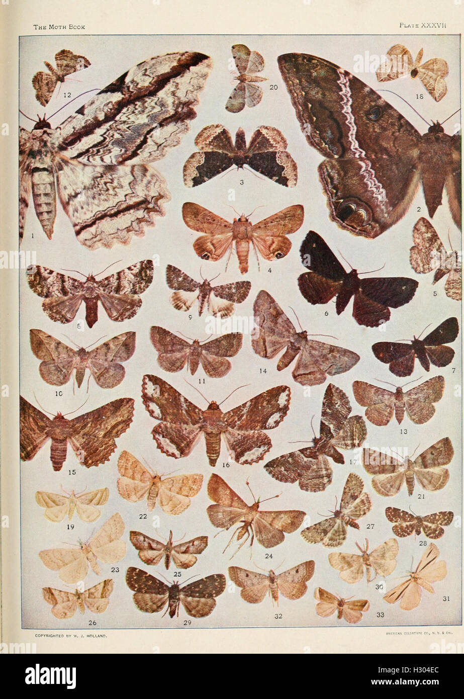 An informative guide to the various species of moths, featuring ...