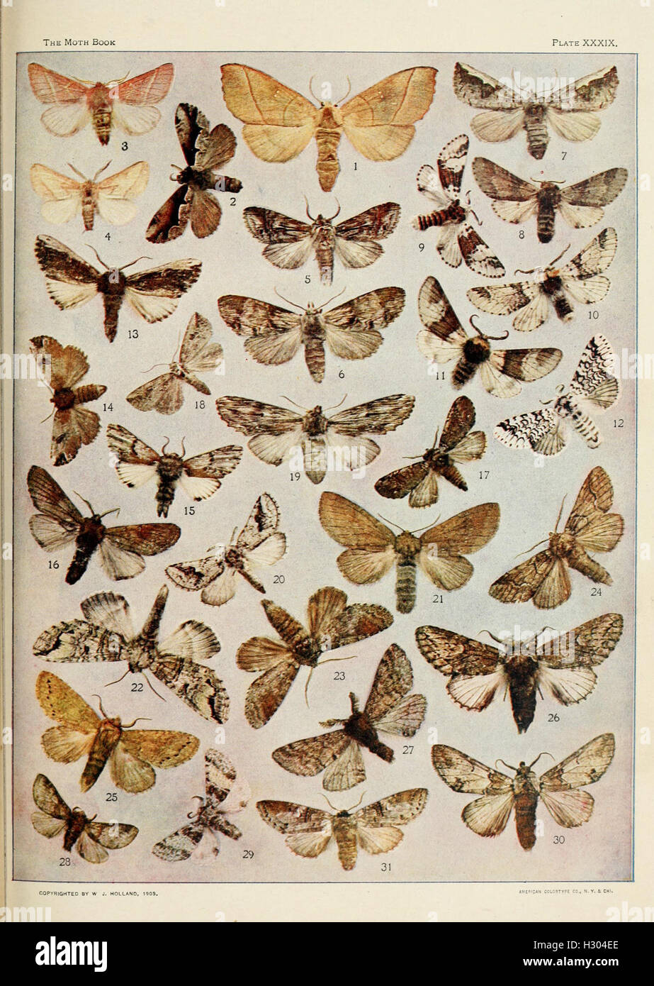 'The Moth Book' provides a comprehensive guide to moth species ...