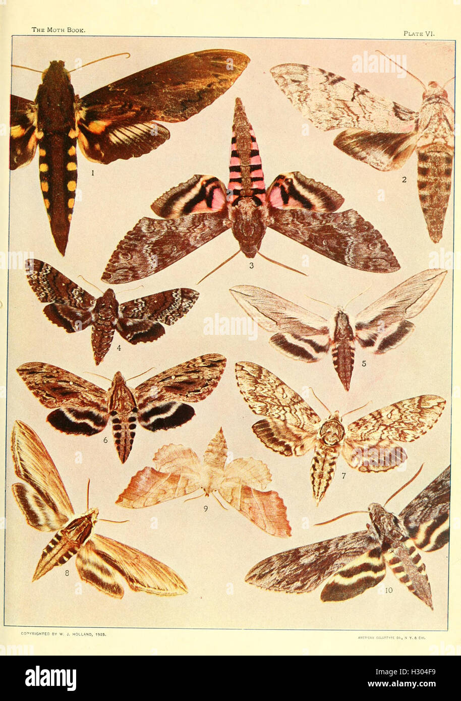 A detailed guide on moth species, offering illustrations and ...